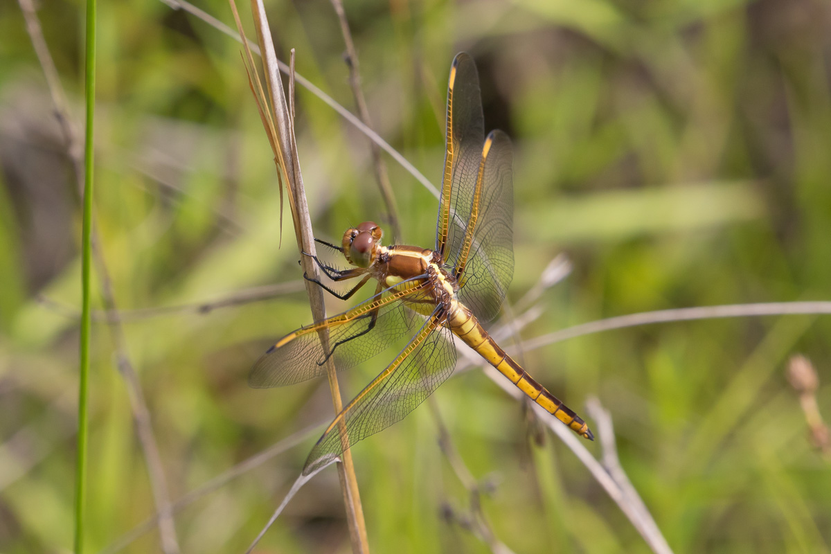 Yellow-sided Skimmer (Libellula flavida)