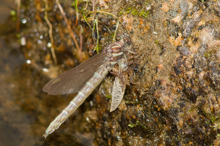 Zebra Clubtail (Stylurus scudderi)