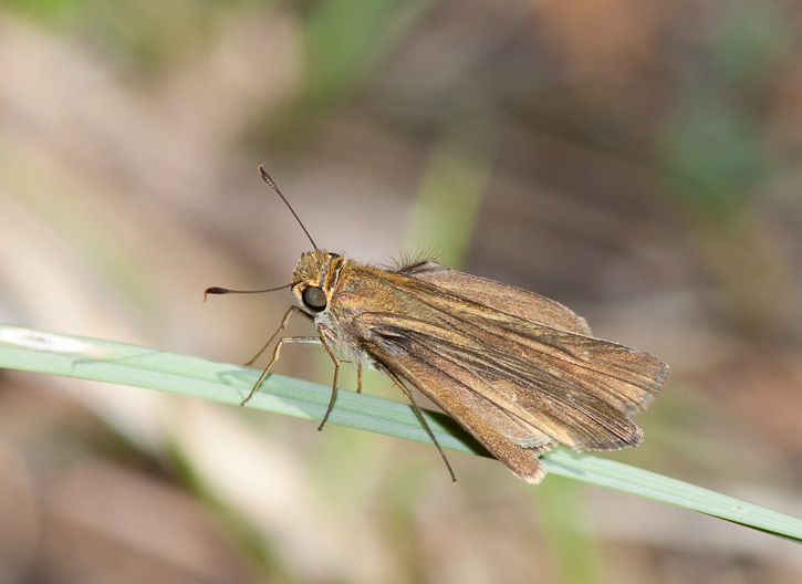 Ocola Skipper (Panoquina ocola)
