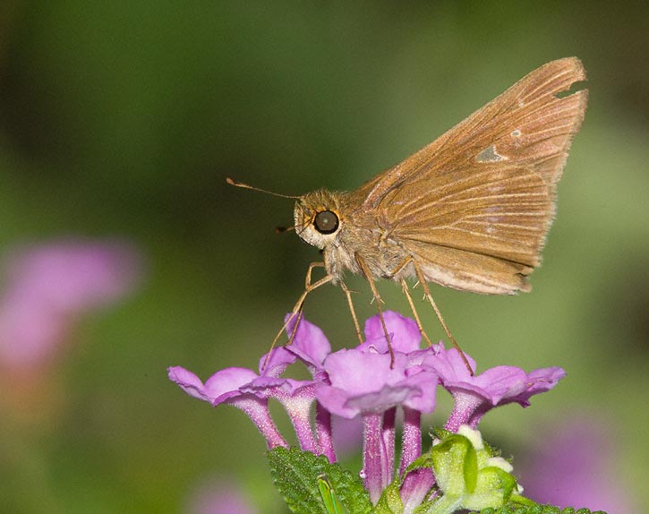 Ocola Skipper (Panoquina ocola)