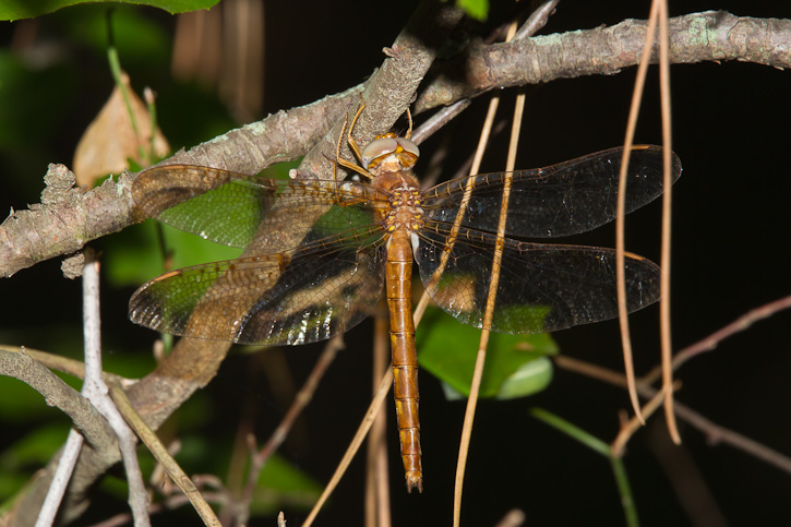 Orange Shadowdragon (Neurocordulia xanthosoma)