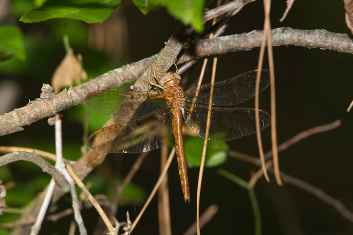 Orange Shadowdragon (Neurocordulia xanthosoma)
