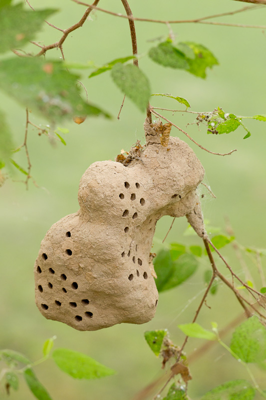 Black and Yellow Mud Dauber (Sceliphron caementarium)