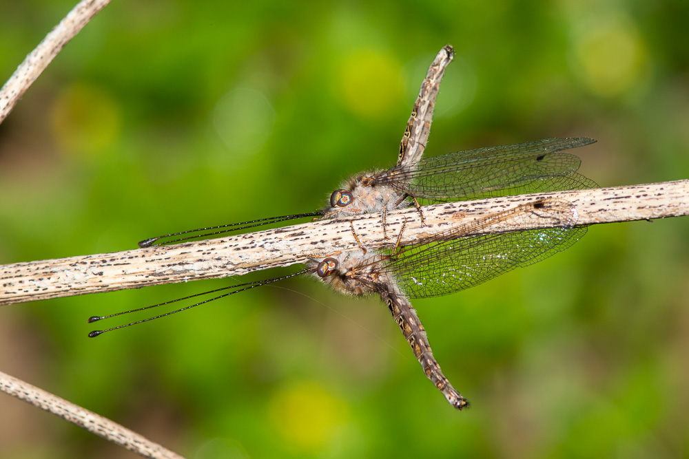 Owl Fly (Family Ascalaphidae)