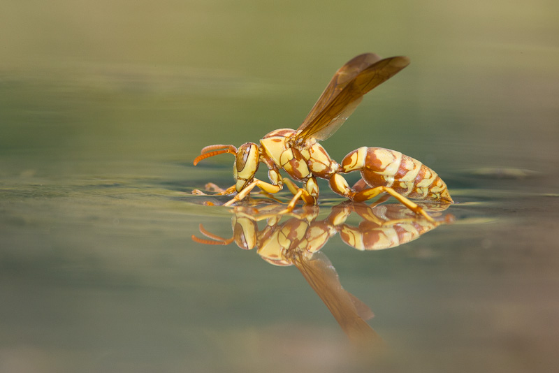 Paper Wasp (Polistes species)