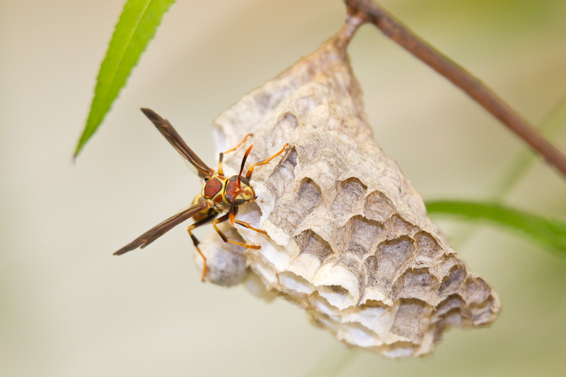 Paper Wasp (Polistes species)