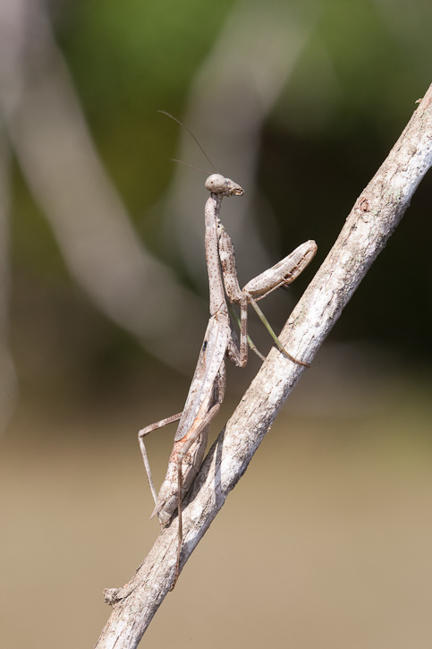 Praying Mantis (Stagmomantis carolina) AKA Carolina Mantis