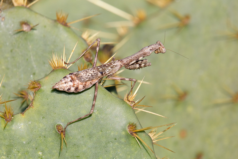 Praying Mantis (Stagmomantis carolina) AKA Carolina Mantis