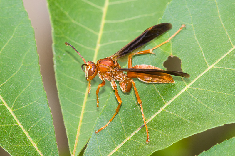 Red Wasp (Polistes carolina)