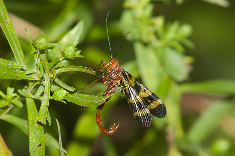 Scorpionfly (Panorpa nuptialis)