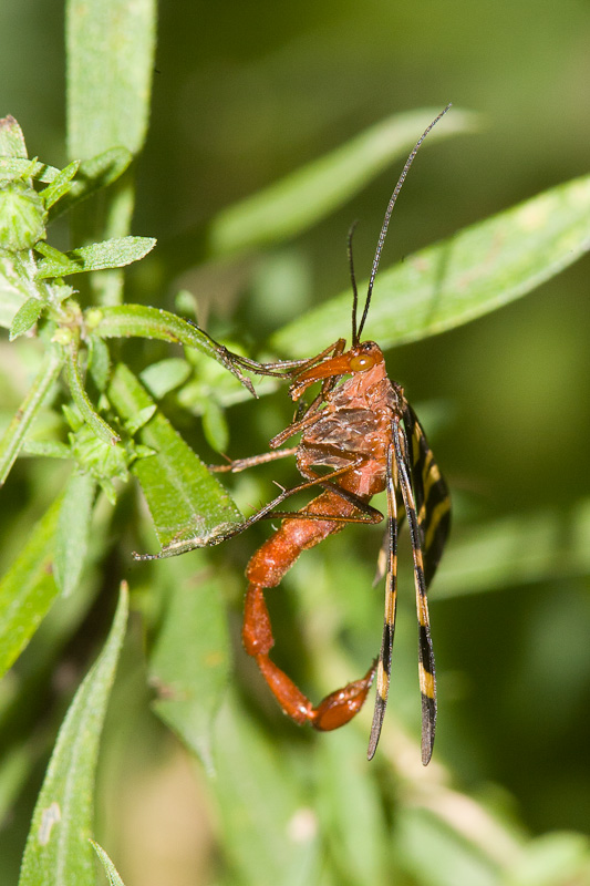 Scorpionfly (Panorpa nuptialis)