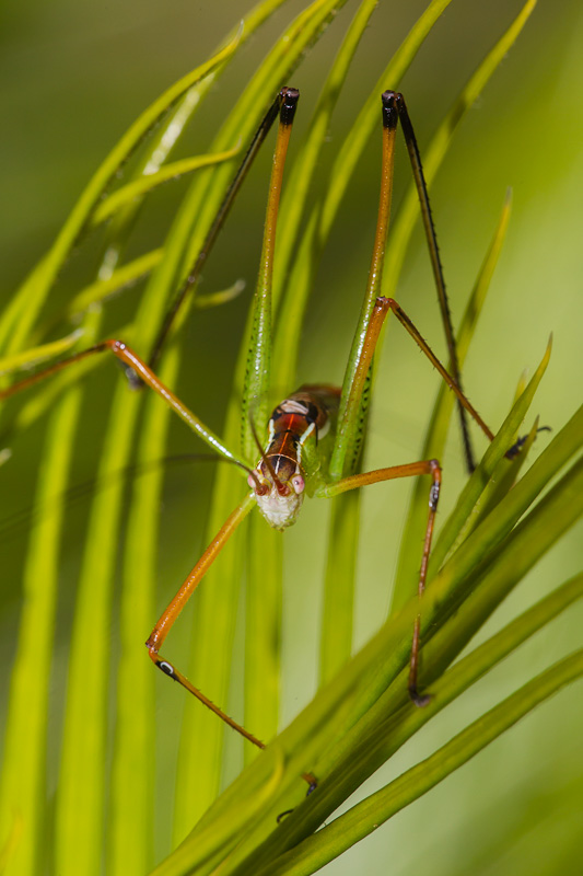Spoon-tailed Short-winged Katydid (Dichopetala catinata)