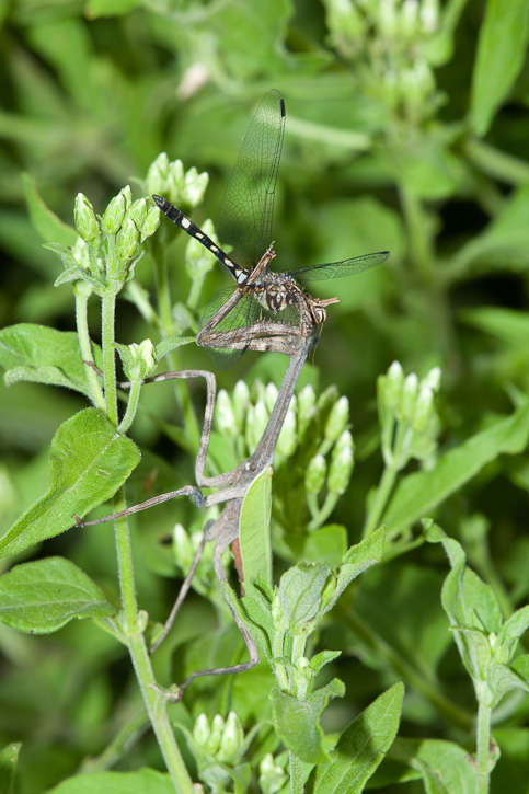 Texas Unicorn Mantis (Phyllovates chlorophaea)