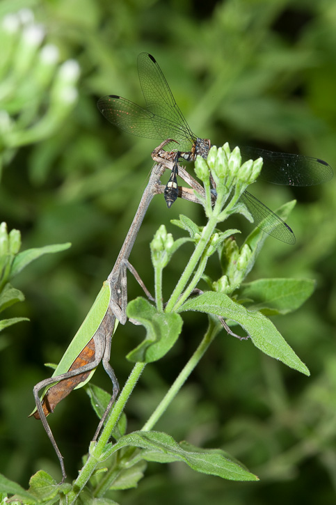 Texas Unicorn Mantis (Phyllovates chlorophaea)