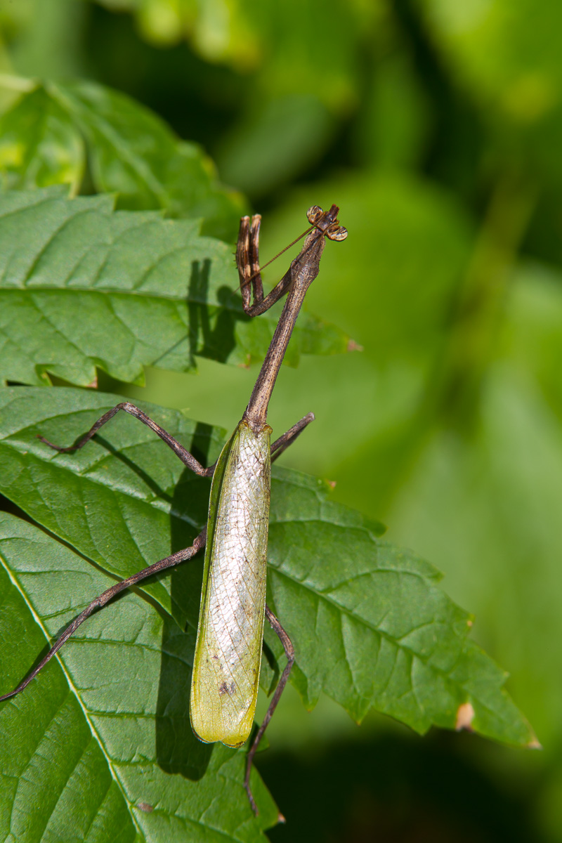Texas Unicorn Mantis (Phyllovates chlorophaea)