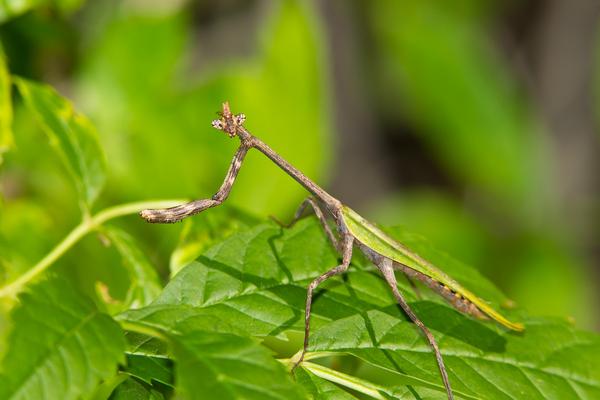 Texas Unicorn Mantis (Phyllovates chlorophaea)