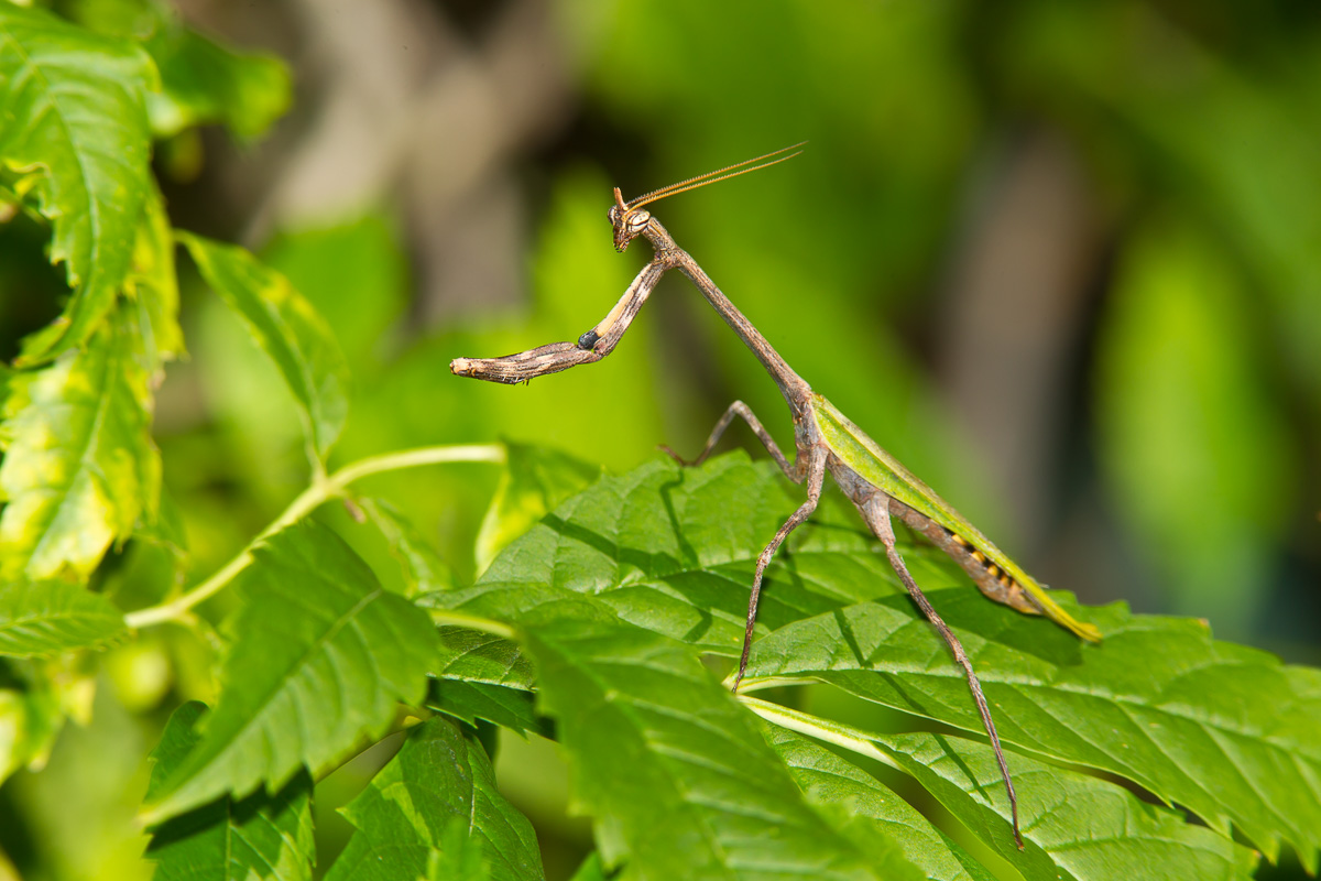 Texas Unicorn Mantis (Phyllovates chlorophaea)
