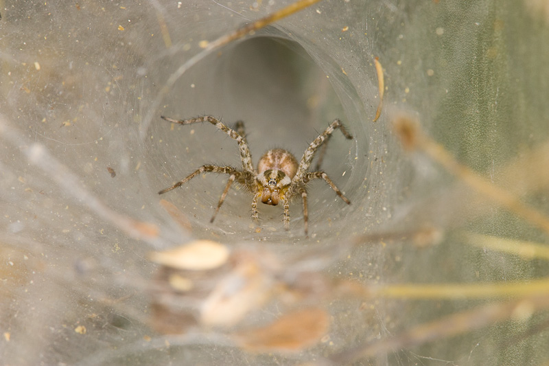 What Is A Funnel Weaver Spider at Andrea Newton blog