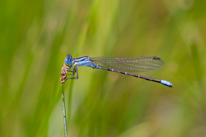 Paiute Dancer (Argia alberta)