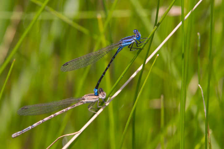 Paiute Dancer (Argia alberta)