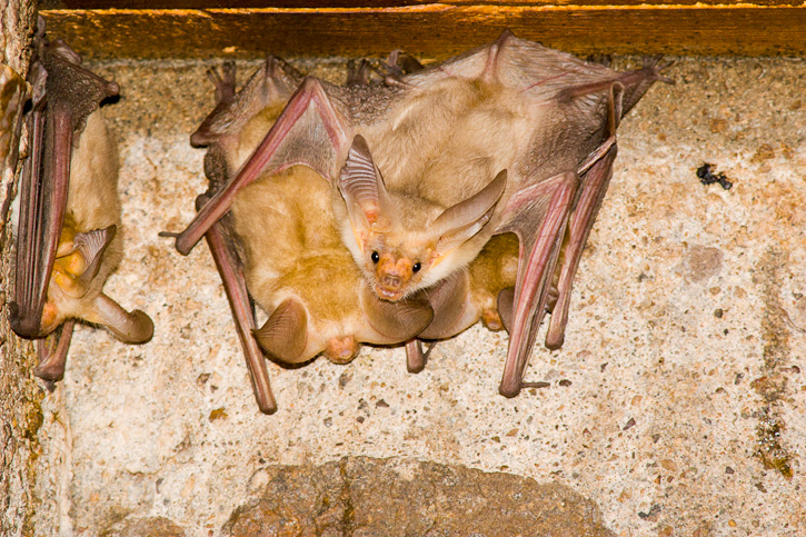Pallid Bat (Antrozous pallidus)