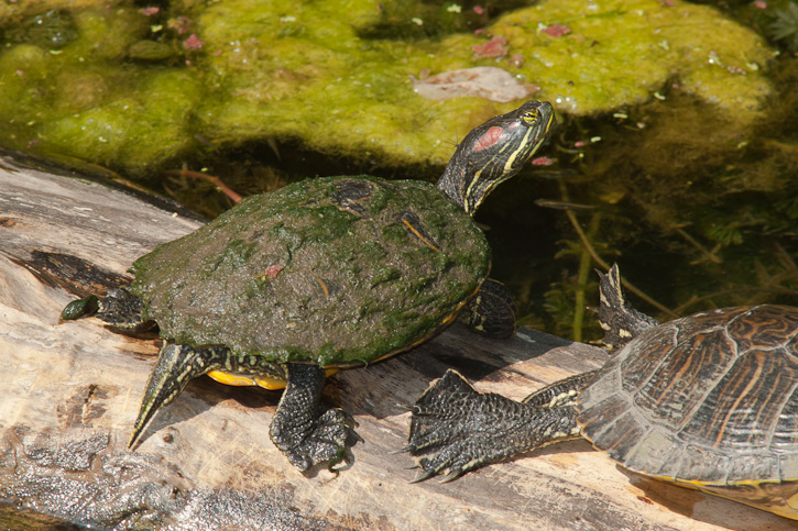 Red-eared Slider (Trachemys scripta)