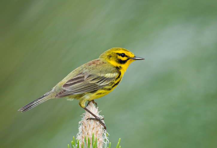 Prairie Warbler (Setophaga discolor)