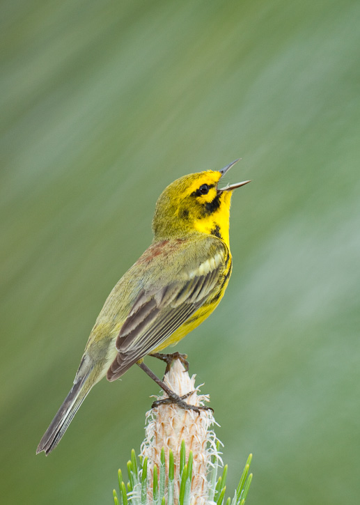 Prairie Warbler (Setophaga discolor)