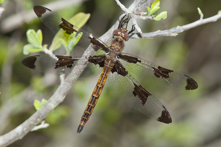 Prince Baskettail (Epitheca [Epicordulia] princeps)