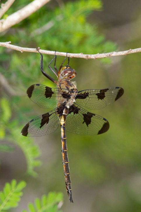 Prince Baskettail (Epitheca [Epicordulia] princeps)