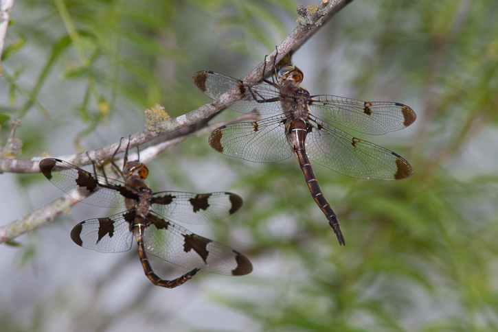 Prince Baskettail (Epitheca [Epicordulia] princeps)