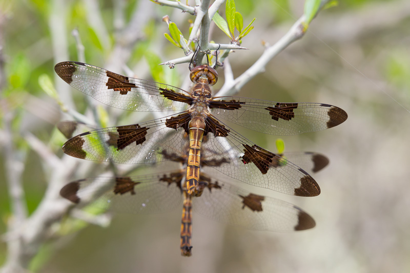 Prince Baskettail (Epitheca [Epicordulia] princeps)