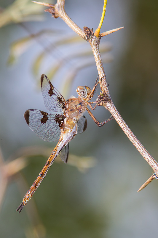 Prince Baskettail (Epitheca [Epicordulia] princeps)