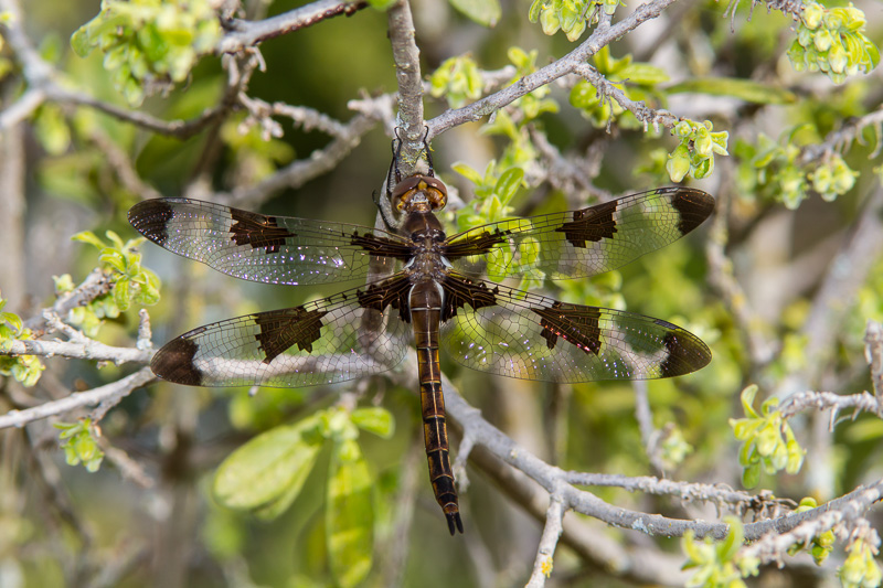 Prince Baskettail (Epitheca [Epicordulia] princeps)