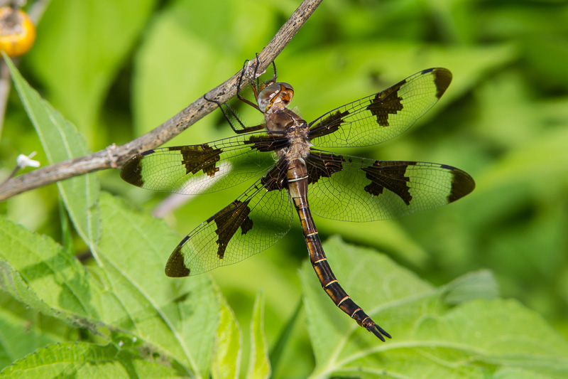 Prince Baskettail (Epitheca [Epicordulia] princeps)