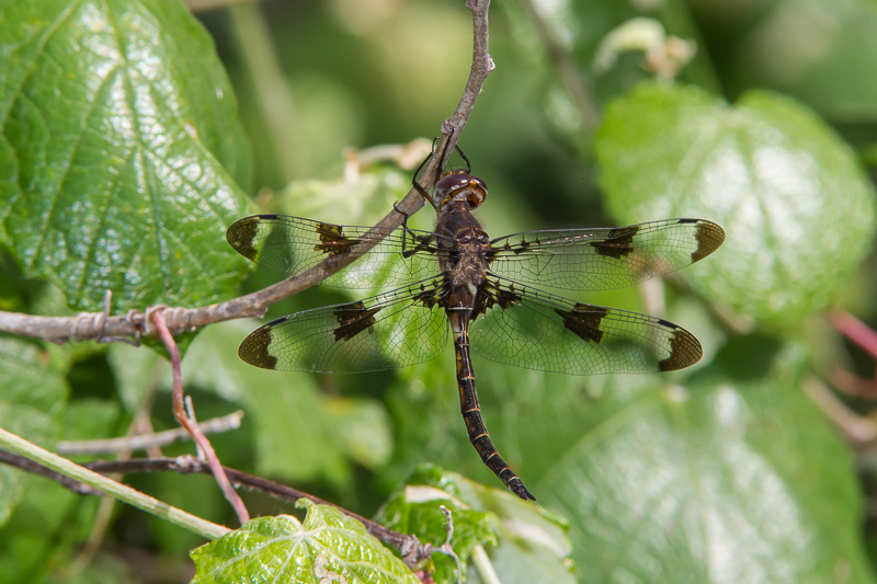 Prince Baskettail (Epitheca [Epicordulia] princeps)