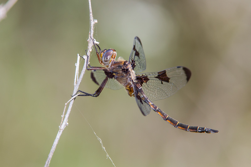 Prince Baskettail (Epitheca [Epicordulia] princeps)