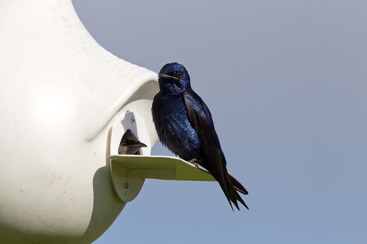 Purple Martin (Progne subis)