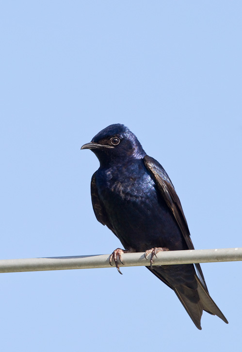 Purple Martin (Progne subis)