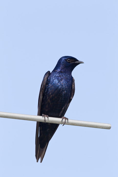 Purple Martin (Progne subis)
