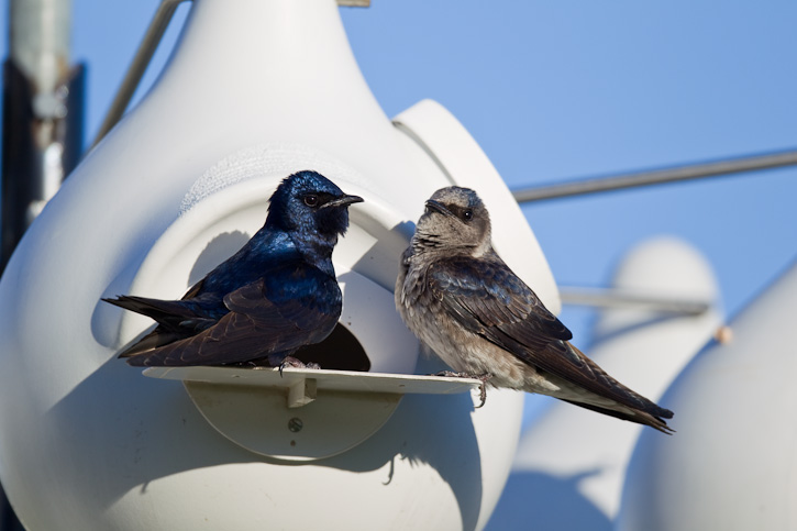 Purple Martin (Progne subis)
