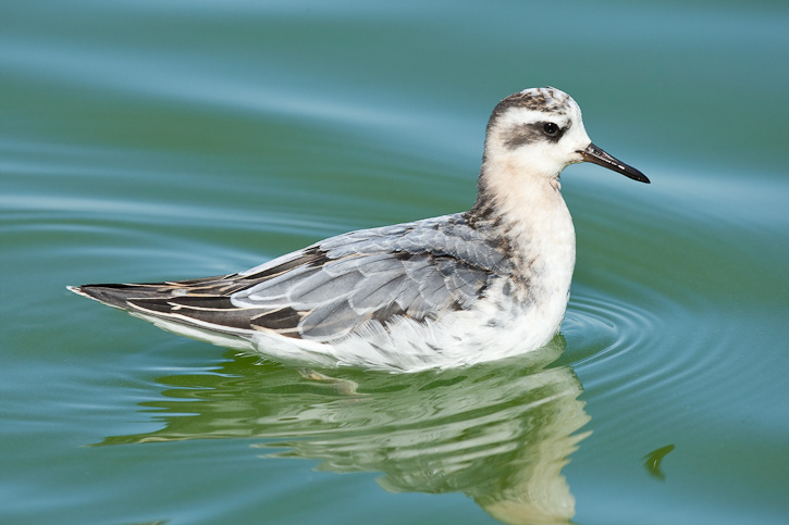 Red Phalarope (Phalaropus fulicarius)