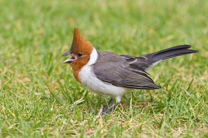 Red-crested Cardinal (Paroaria coronata)