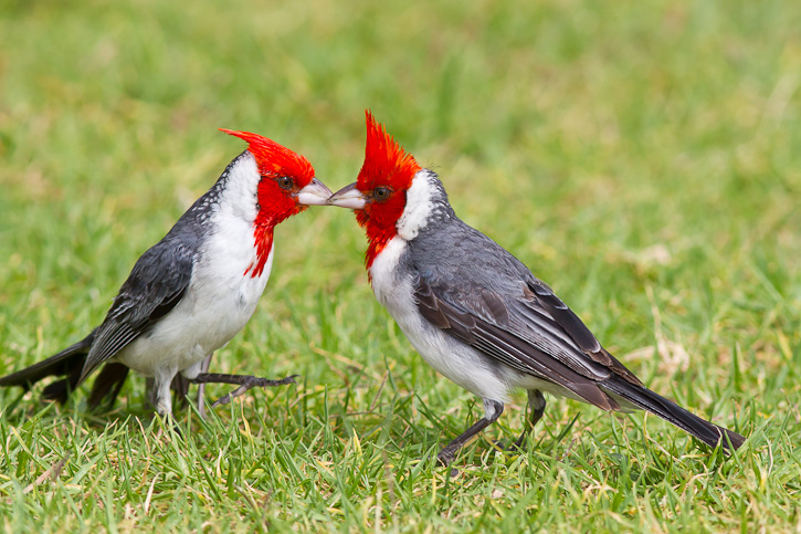 Red-crested Cardinal (Paroaria coronata)