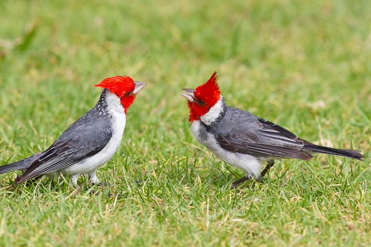 Red-crested Cardinal (Paroaria coronata)