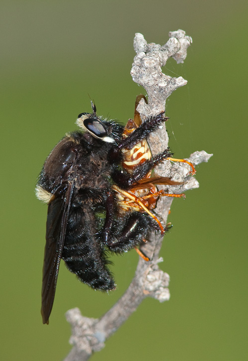 Mallophora leschenaulti AKA Black Bee Killer