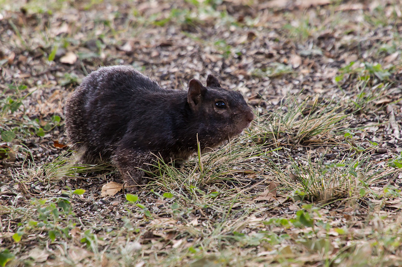Rock Squirrel (Spermophilus variegatus)