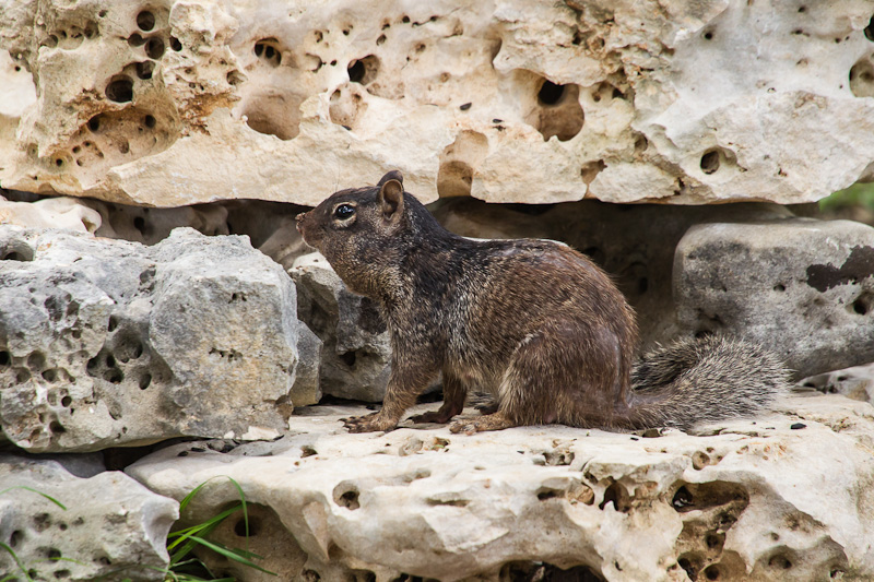 Rock Squirrel (Spermophilus variegatus)