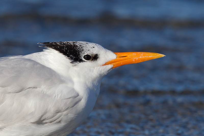 Royal Tern (Sterna maxima)