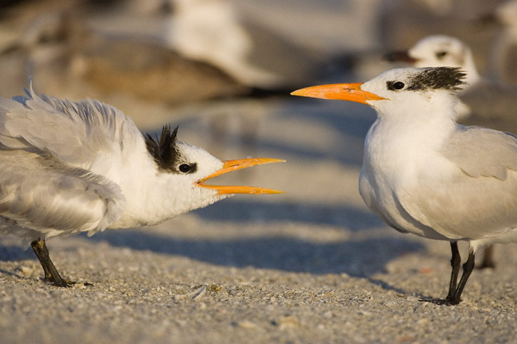 Royal Tern (Sterna maxima)